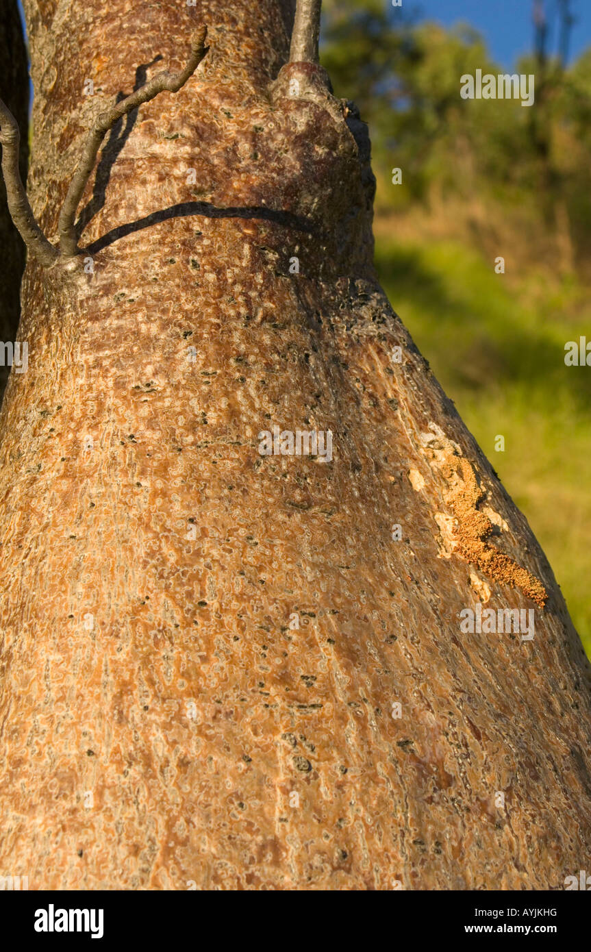 Close-up of boab tree and borer damage on Raft Point, the Kimberley ...