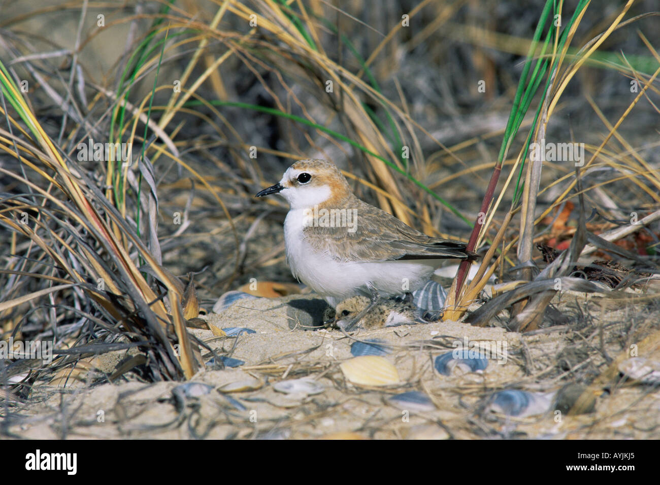 Red Capped Plover Australia High Resolution Stock Photography and ...