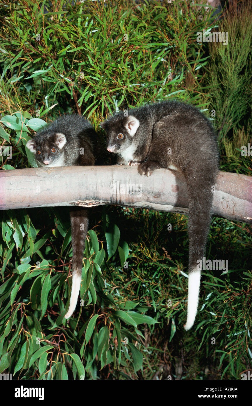 Common Ringtail Possum Pseudocheirus peregrinus Stock Photo - Alamy