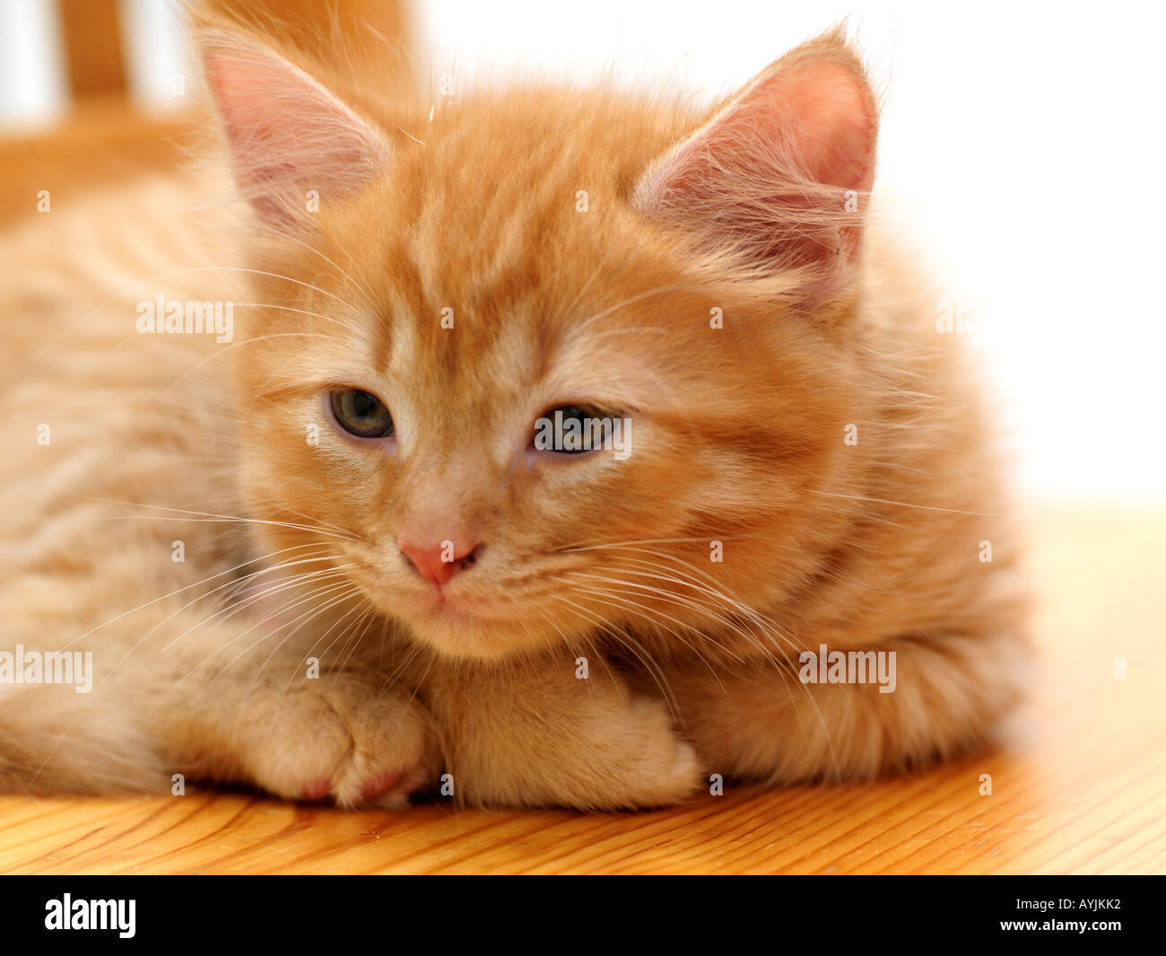 Eight week old kitten hi-res stock photography and images - Alamy