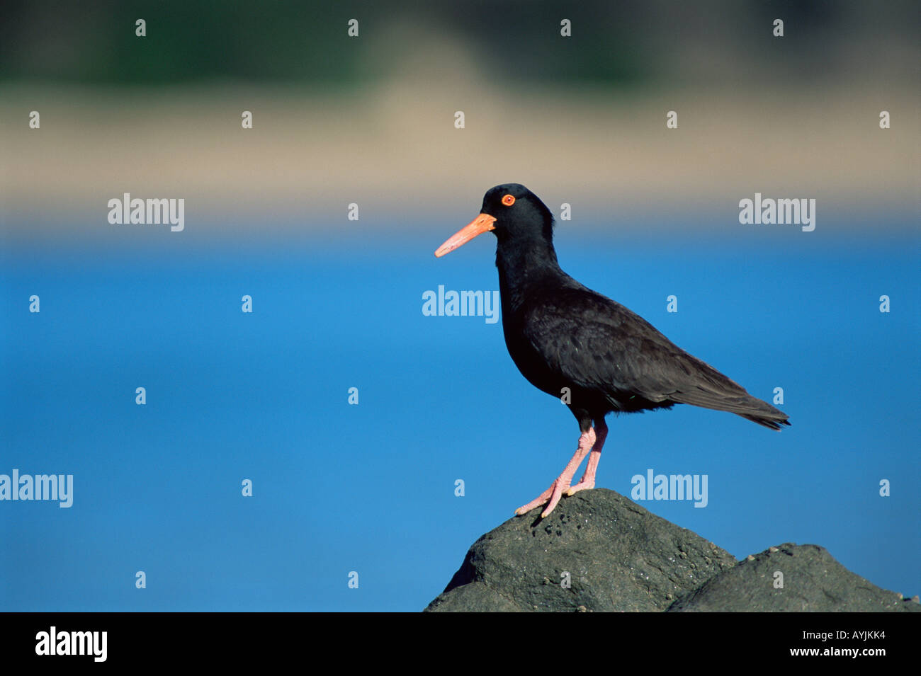 Sooty oystercatcher haematopus fuliginosus hi-res stock photography and ...