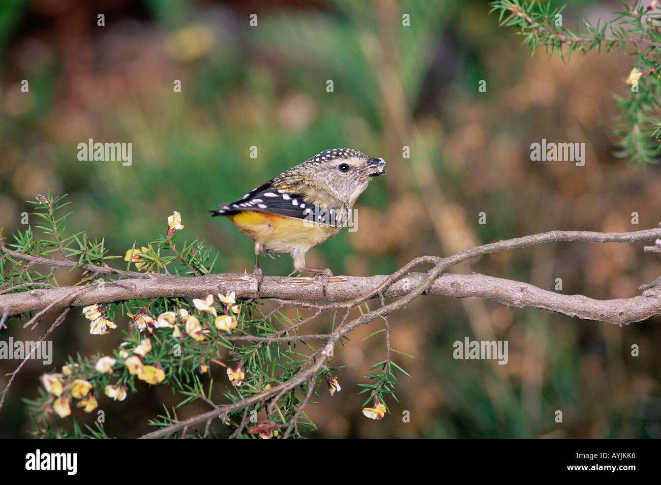 Spotted Pardalote Pardalotus punctatus Photographed in Tasmania ...