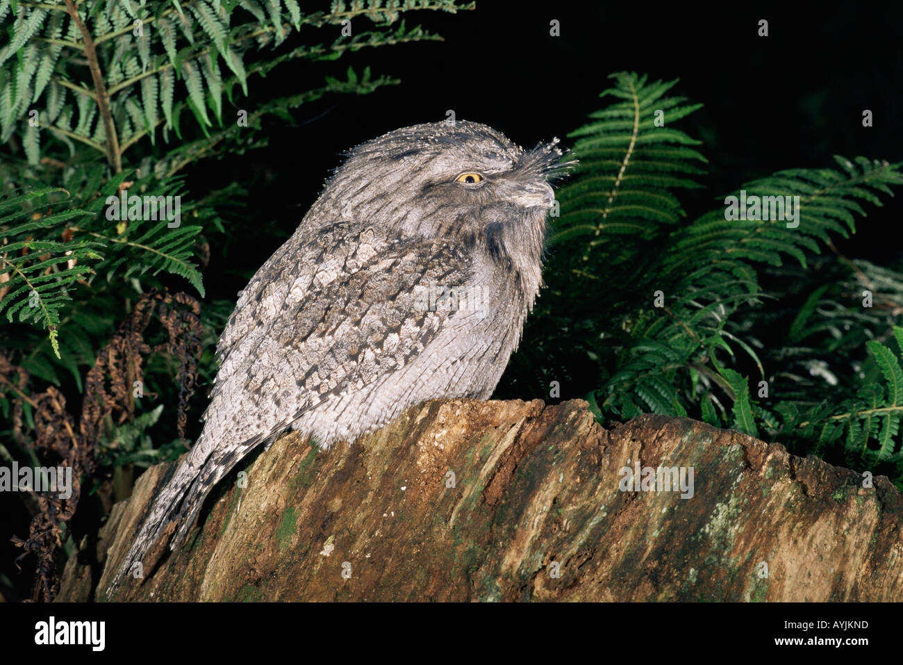 Tawny Frogmouth Podargus strigoides Stock Photo - Alamy