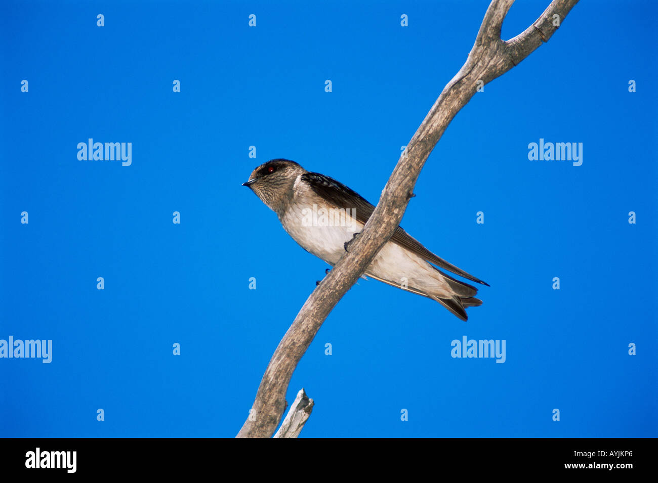 Tree Martin HIrundo nigricans Stock Photo - Alamy