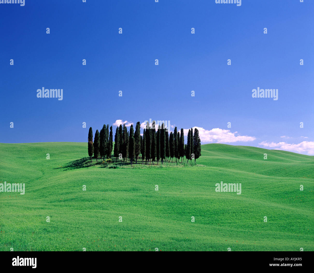 Cypress tree grove near San Quirico, Val d'Orcia, Tuscany, Italy Stock ...