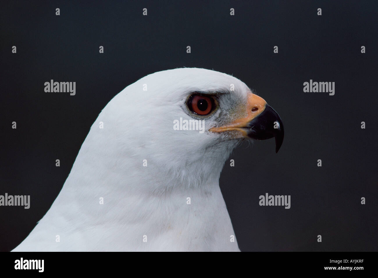 Australian goshawk hi-res stock photography and images - Alamy