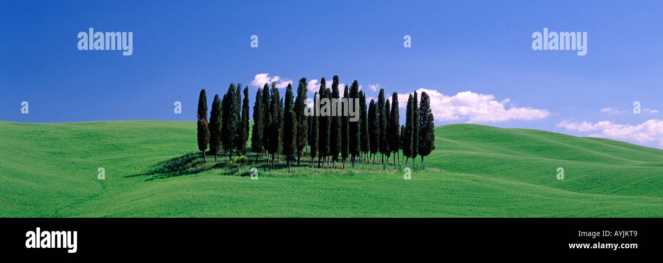 Cypress tree in italy hi-res stock photography and images - Alamy