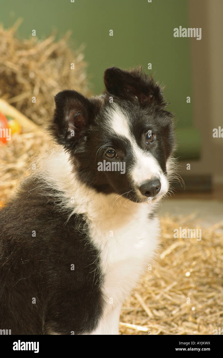 young Border Collie - portrait Stock Photo - Alamy