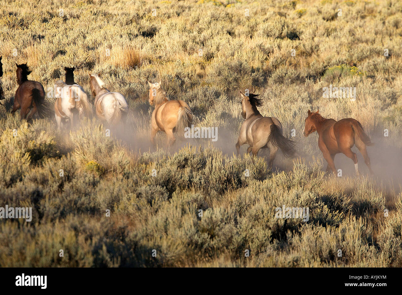 Quarter Horse, Paint Horse (Equus caballus) galloping herd seen from ...