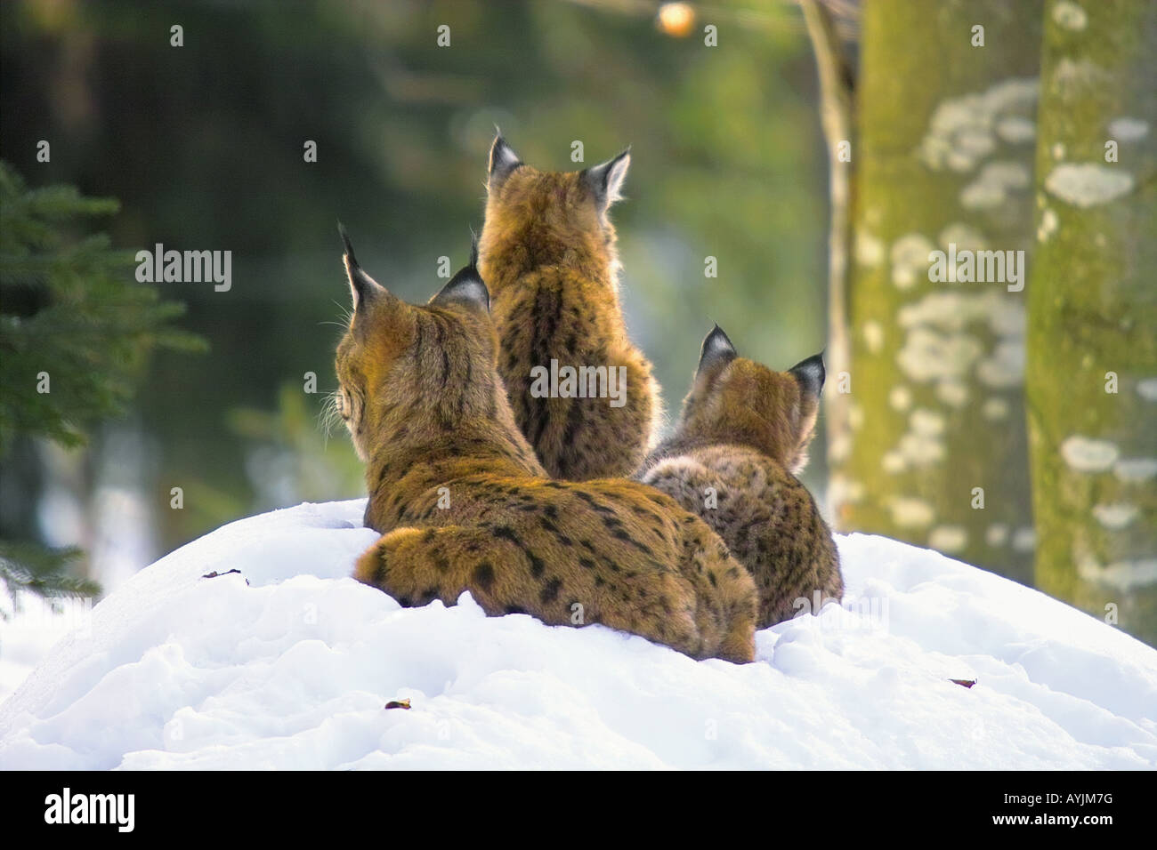Lynx cub in snow lynx hi-res stock photography and images - Alamy