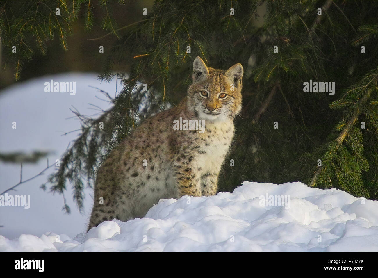 Lynx cub in snow lynx hi-res stock photography and images - Alamy