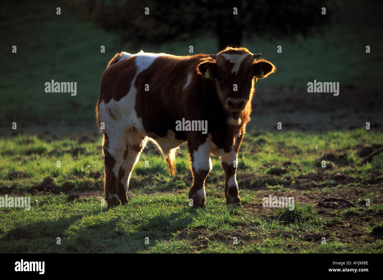 Bulle gras hi-res stock photography and images - Alamy