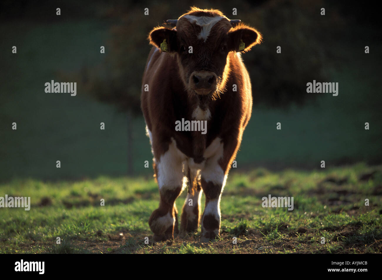 Bulle gras hi-res stock photography and images - Alamy