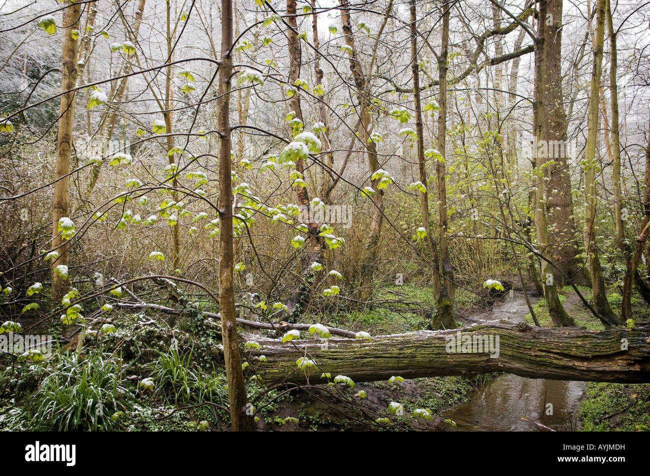 Stream tree hi-res stock photography and images - Alamy