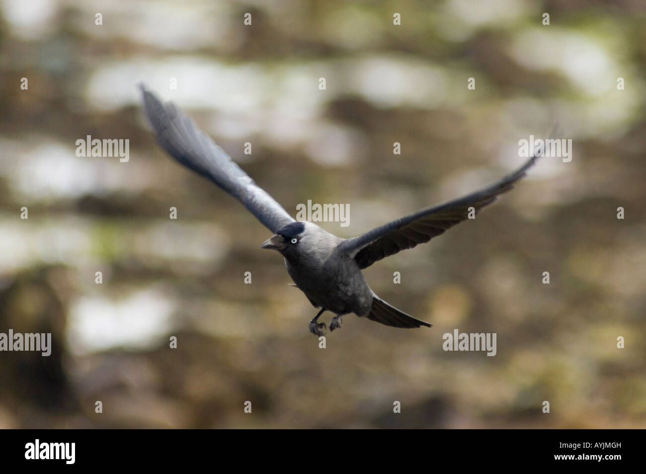 Hoody hooded crow Corvus cornix in flight Stock Photo - Alamy