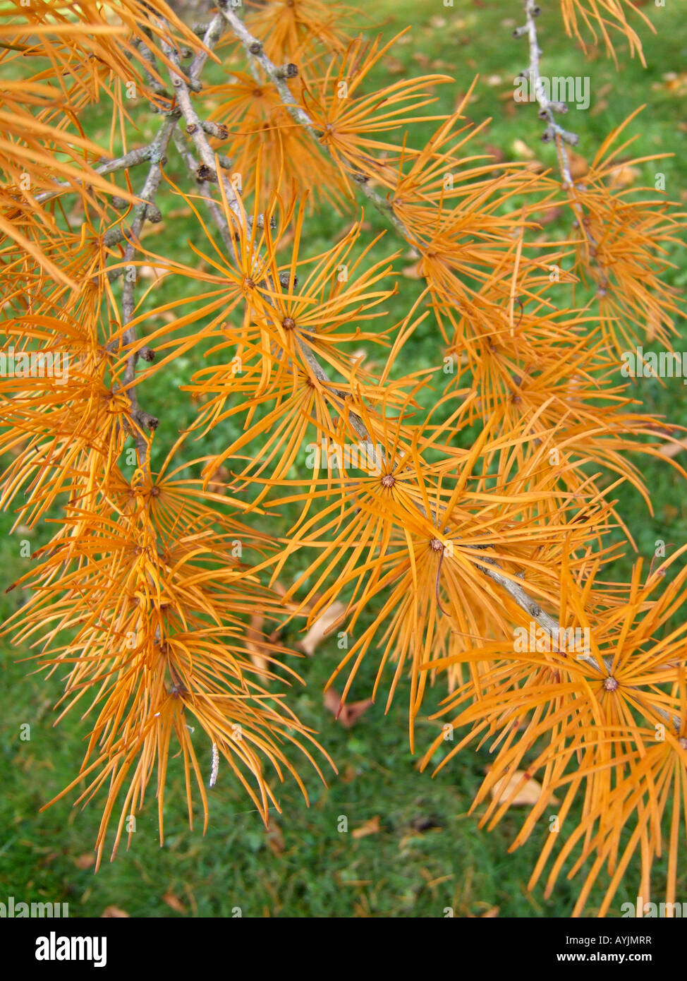 Golden larch, pseudolarix amabalis England UK Stock Photo - Alamy
