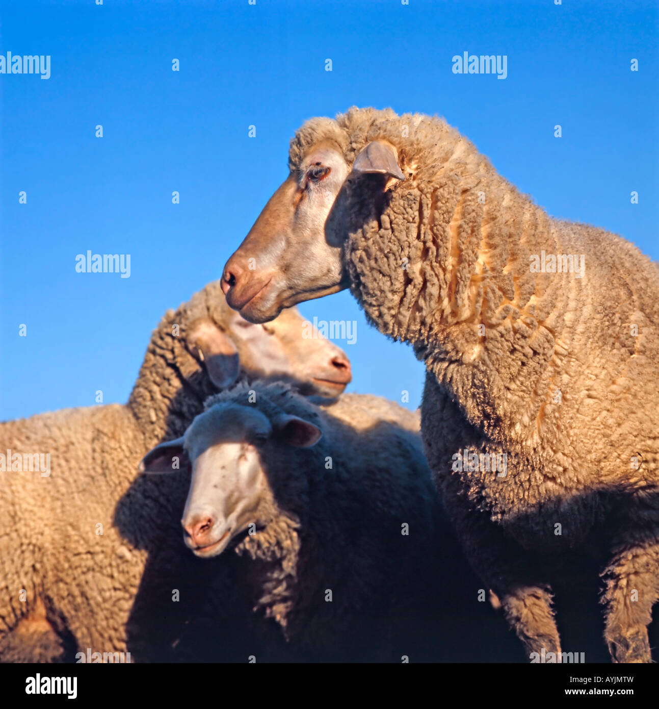 Three sheep close up, blue sky Stock Photo - Alamy