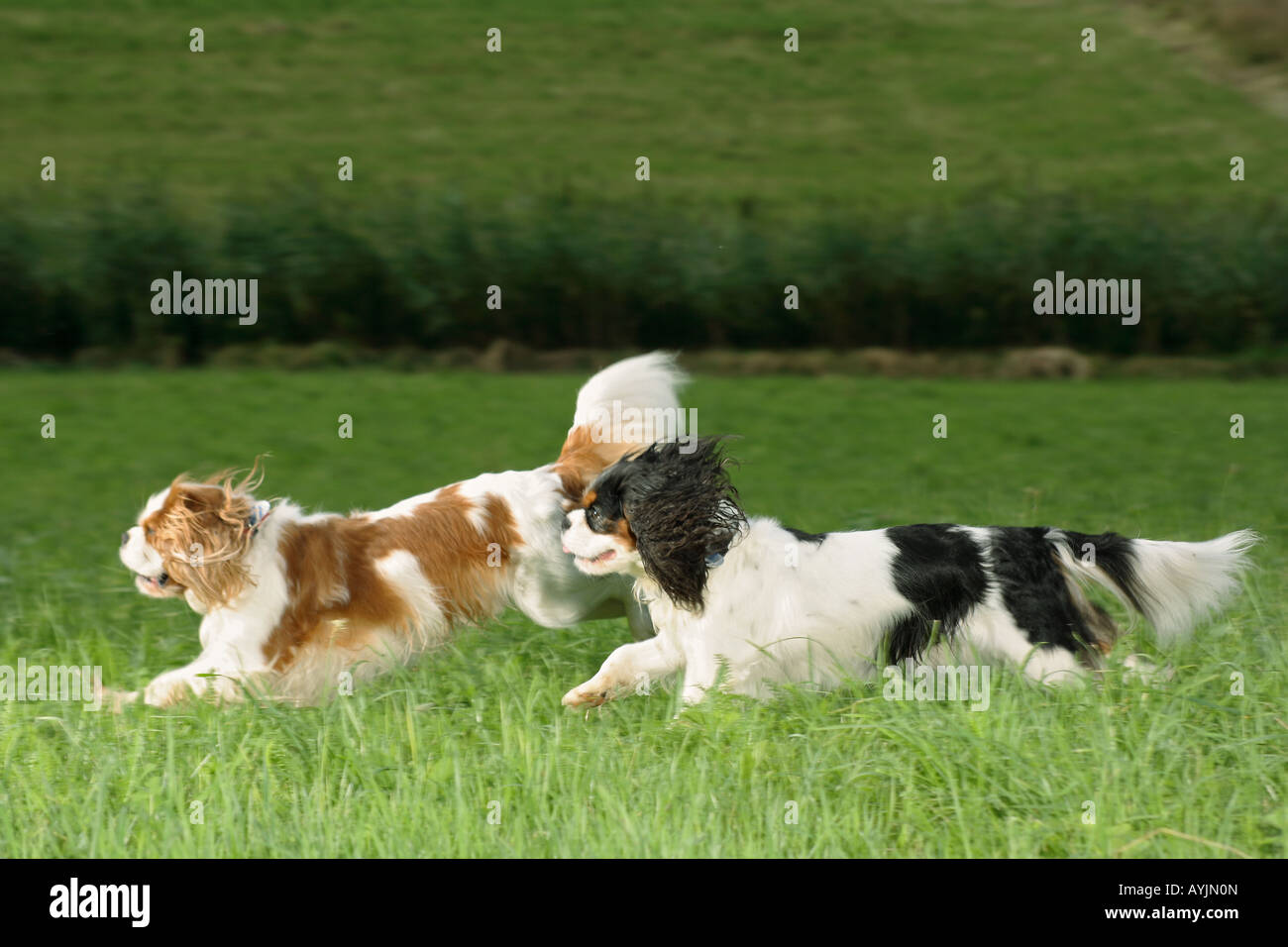 two Cavalier King Charles Spaniels - running on meadow Stock Photo - Alamy