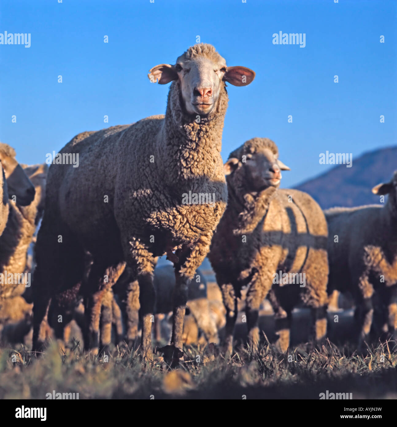 Sheep close up, blue sky Stock Photo - Alamy