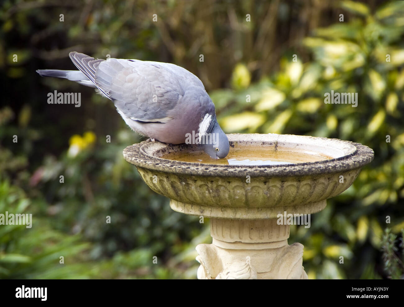 Wood pigeon drinking Stock Photo - Alamy