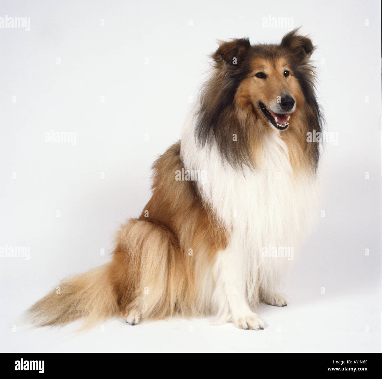 Glamorous dog hi-res stock photography and images - Alamy