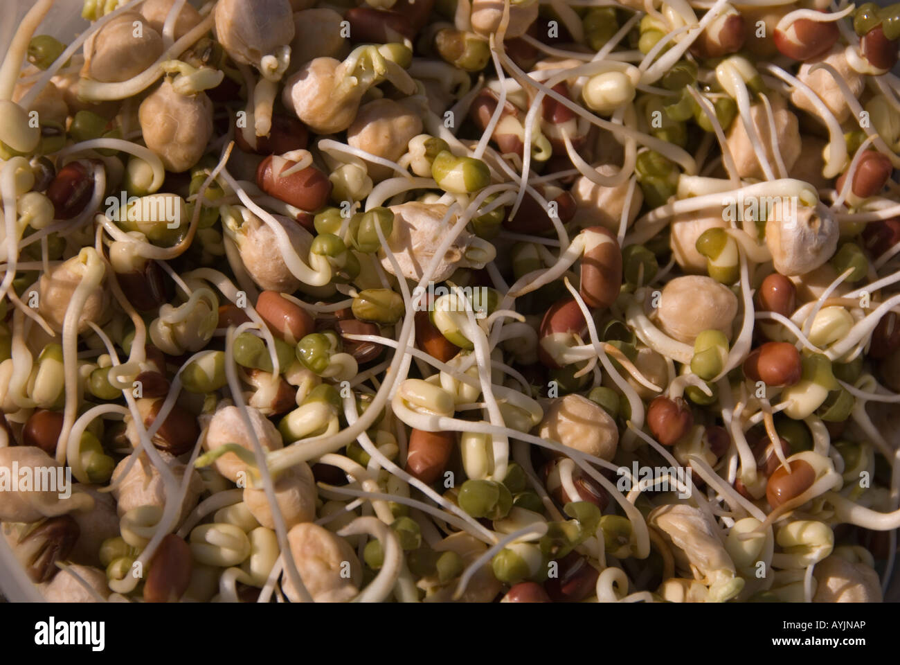 mixed sprouted beans Stock Photo - Alamy