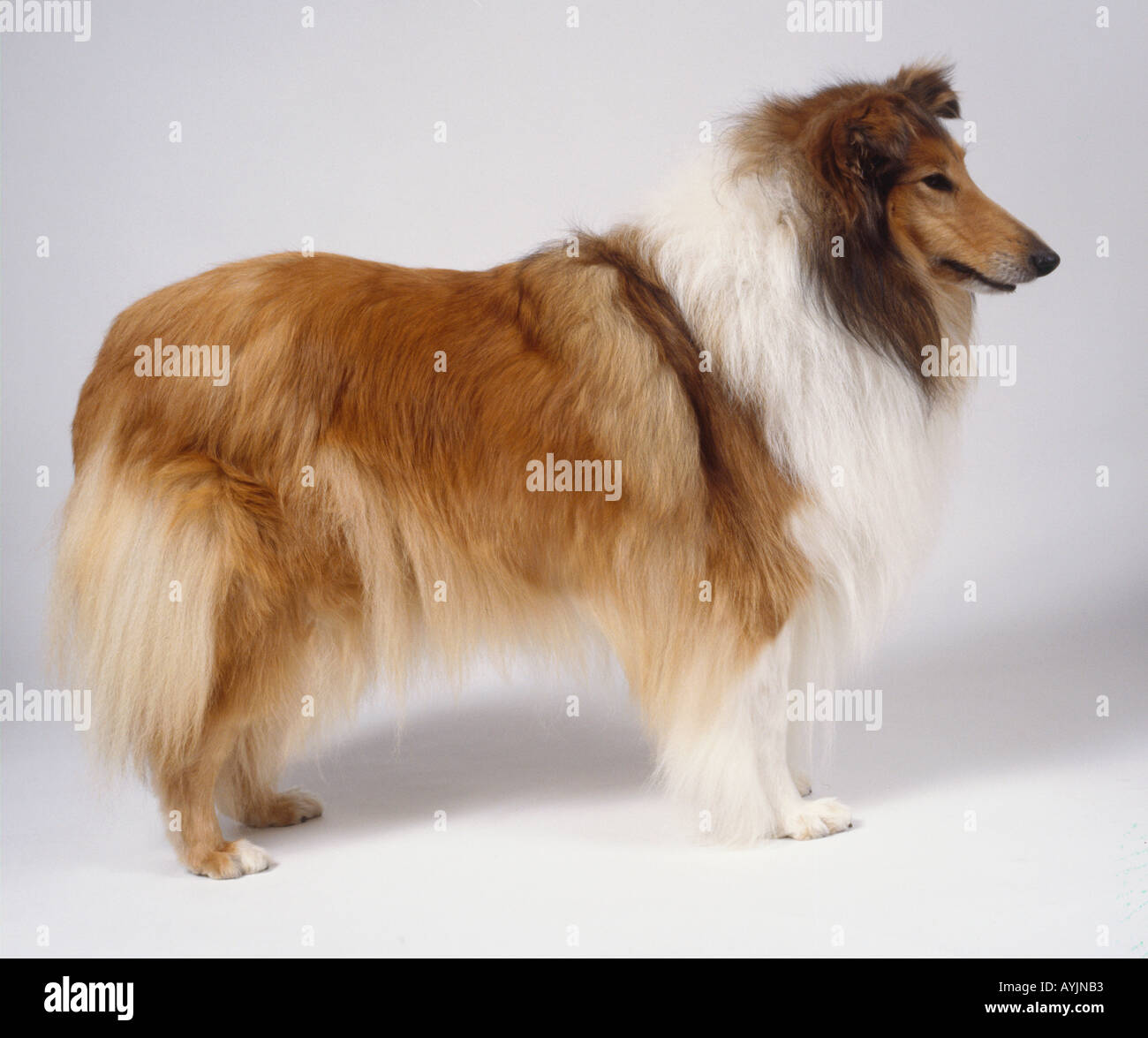 Scottish collie hi-res stock photography and images - Alamy