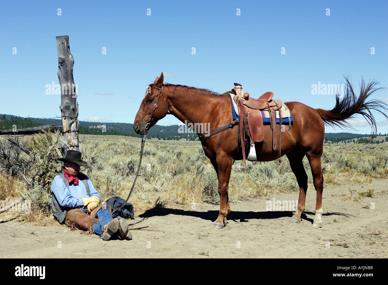 Cowboy riding his quarter horse hi-res stock photography and images - Alamy