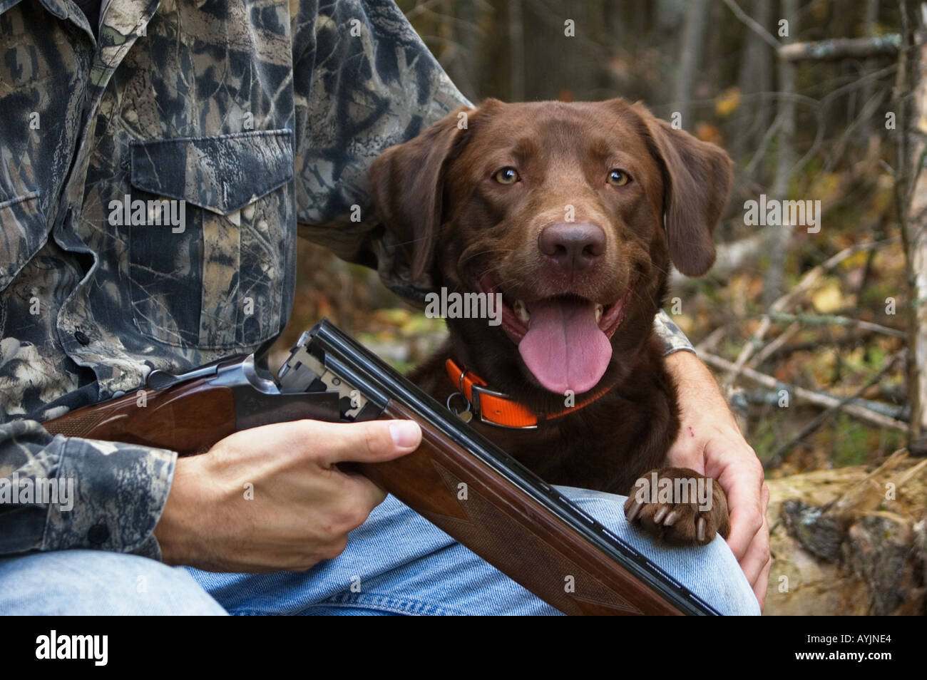 Chocolate Labrador Duck Hunting