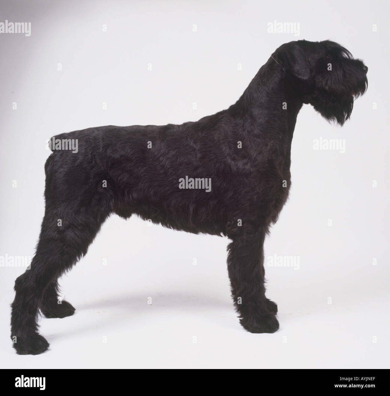 Side profile schnauzer hi-res stock photography and images - Alamy