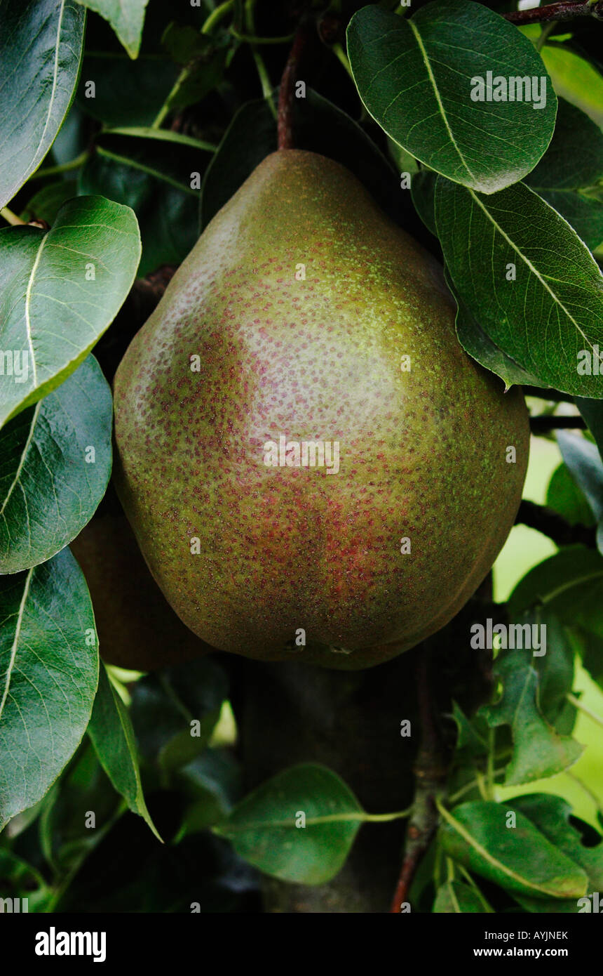 Pear Black Worcester Stock Photo - Alamy