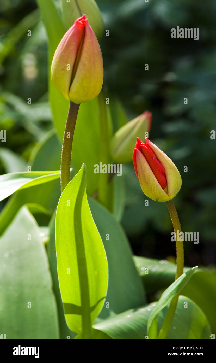 Two tulips in bud Stock Photo - Alamy