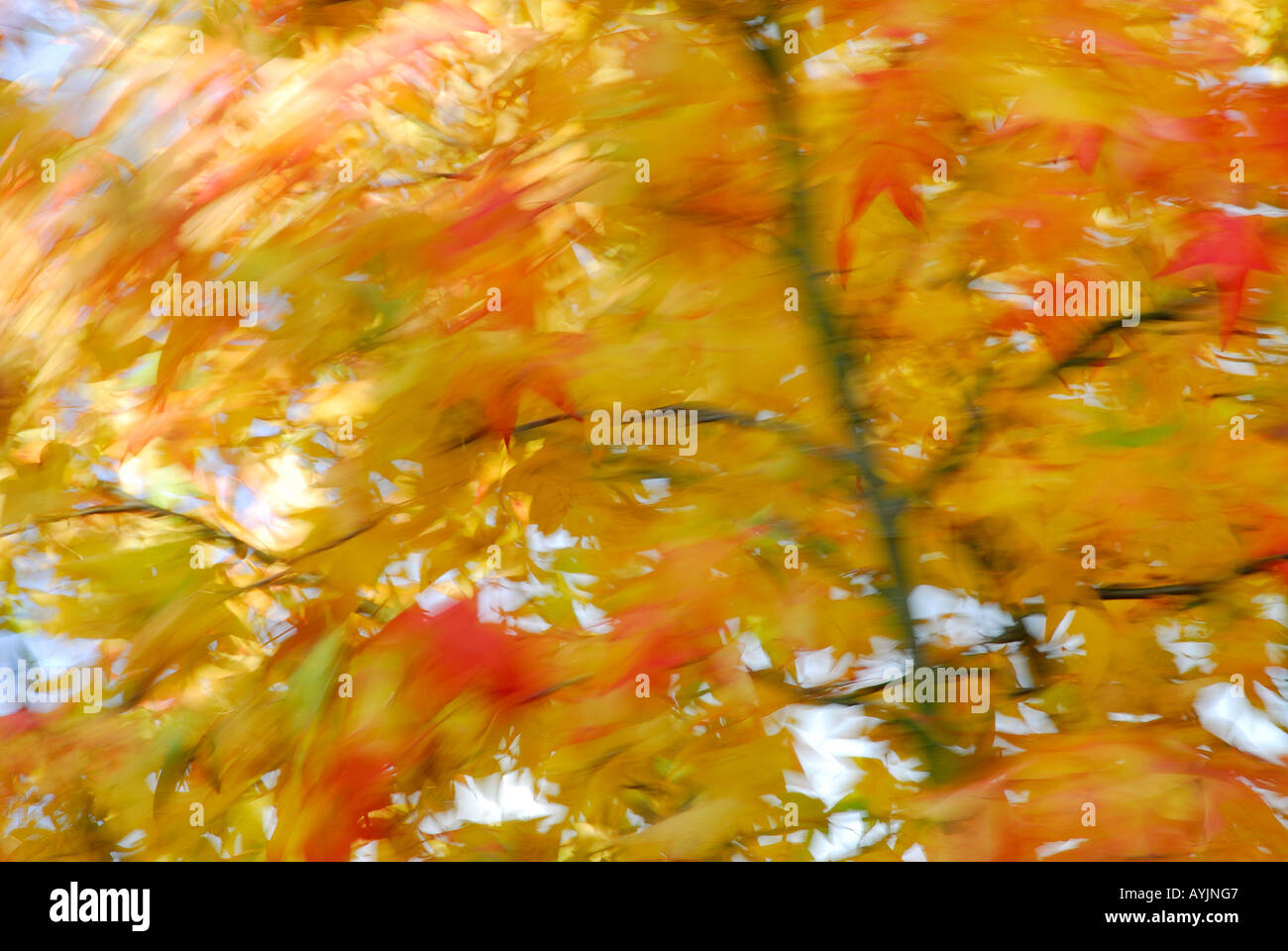 Tree leaves moving in wind hi-res stock photography and images - Alamy