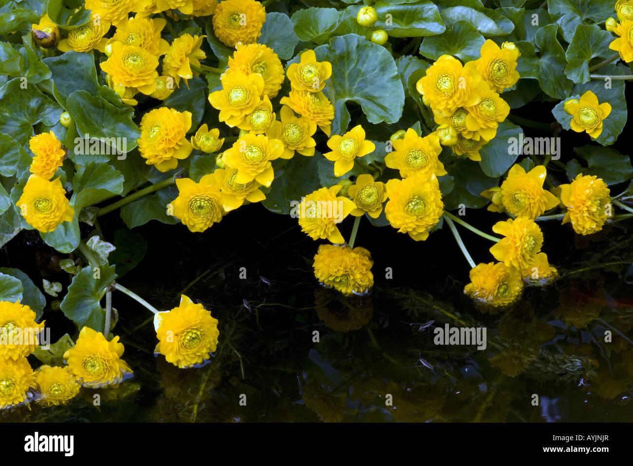 Kingcup caltha palustris marsh marigold Stock Photo - Alamy