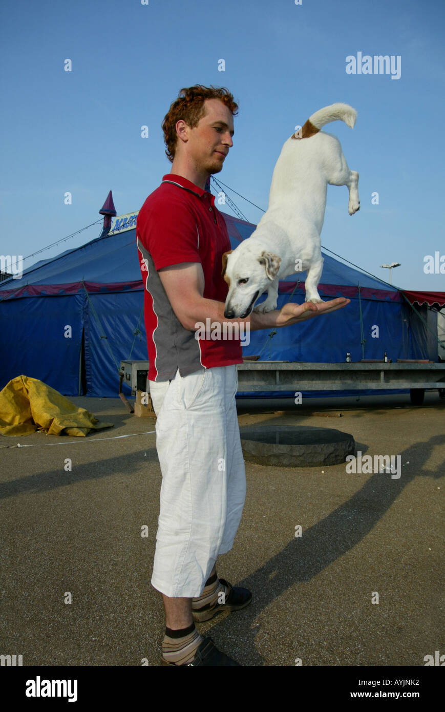 Circus dogs performing hi-res stock photography and images - Alamy