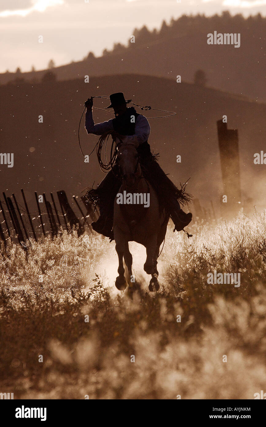 Cowboy on Quarter Horse Painthorse Equus caballus galloping while ...