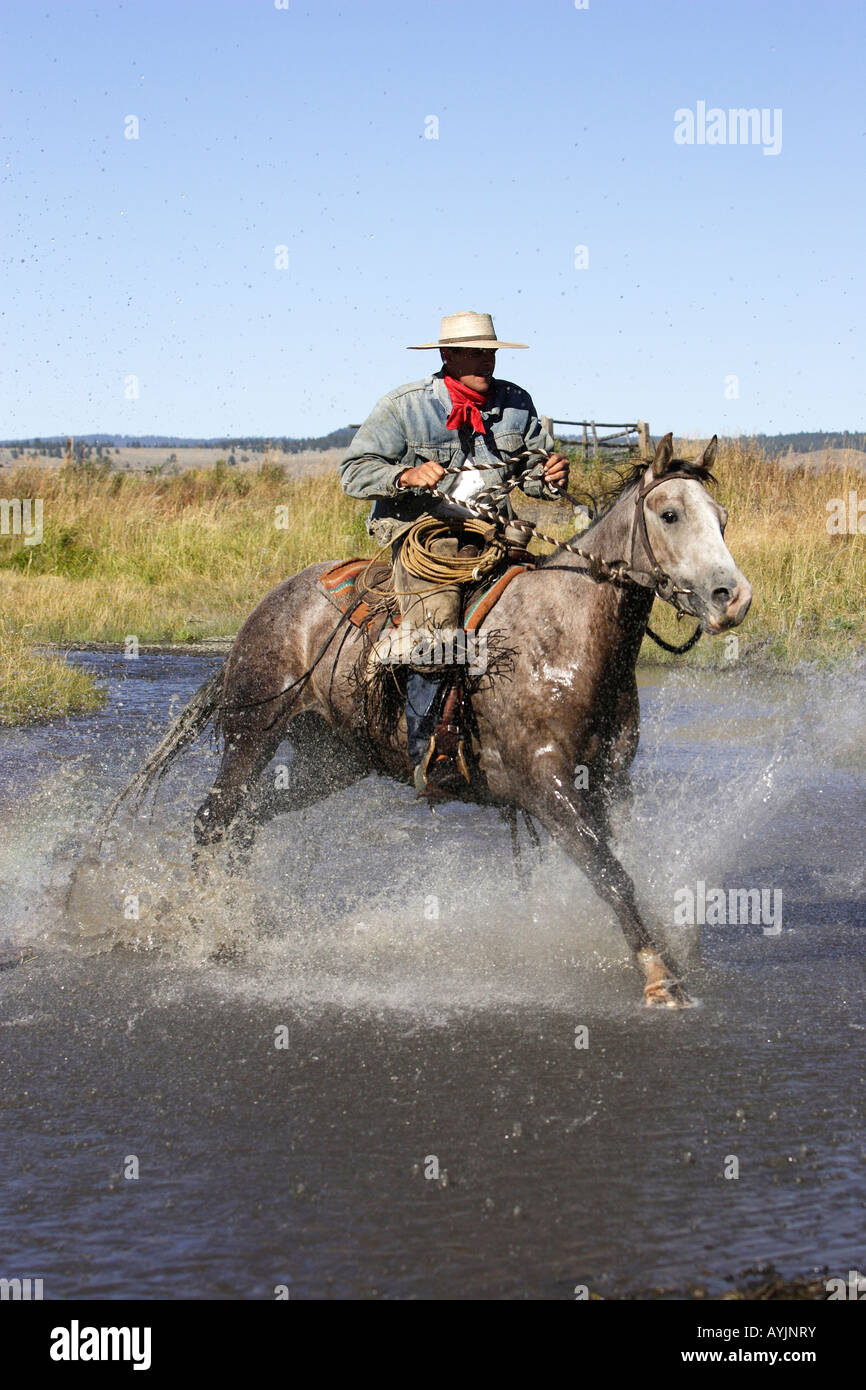 Cowboy galloping with Quarter Horse (Equus caballus) through a stream ...