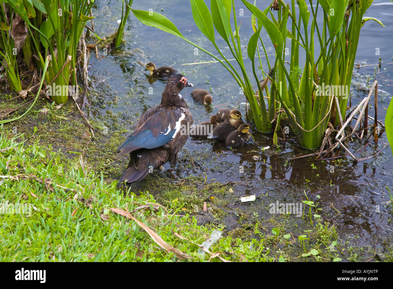 American Black Duck;duck;waterfowl;fowl;bird;water Stock Photo - Alamy