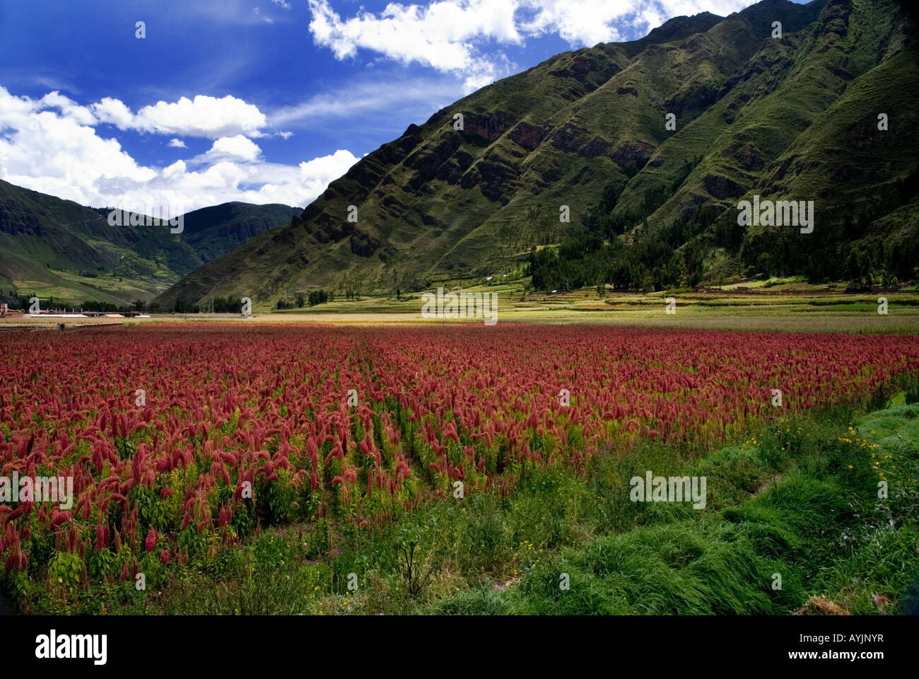 Grain field andes peru hi-res stock photography and images - Alamy