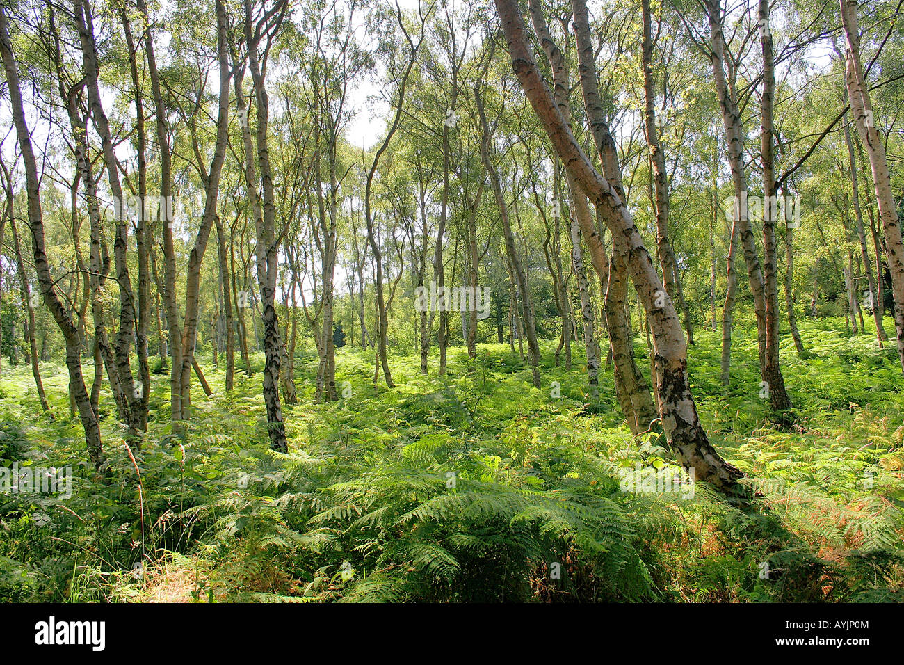 Copse of Birch Trees in Sherwood Forest Nottinghamshire England UK ...