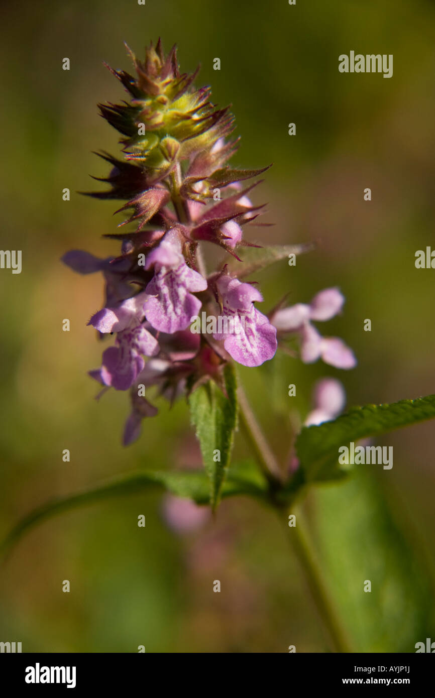 Marsh Woundwort, Stachys Palustris Stock Photo - Alamy