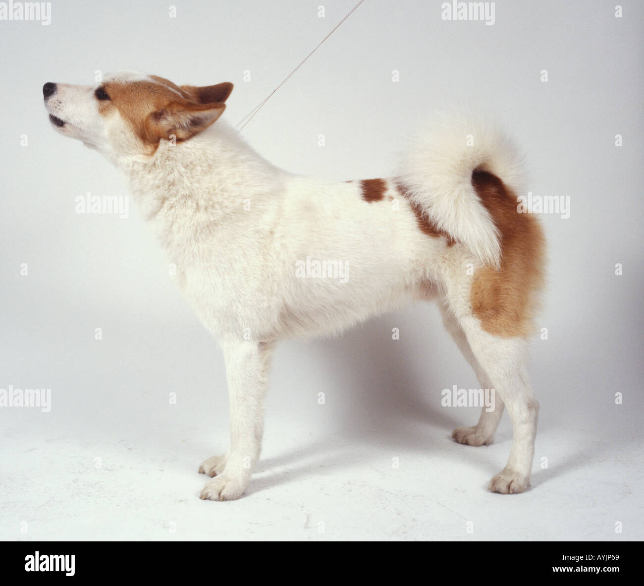 Birds curled tail hi-res stock photography and images - Alamy