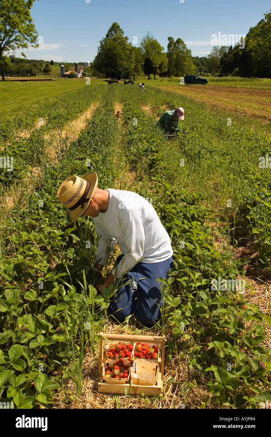 Strawberry farm worker hi-res stock photography and images - Alamy