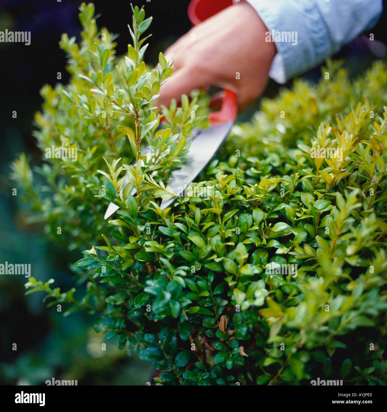 Model using garden shears to trim hedge plant Stock Photo - Alamy