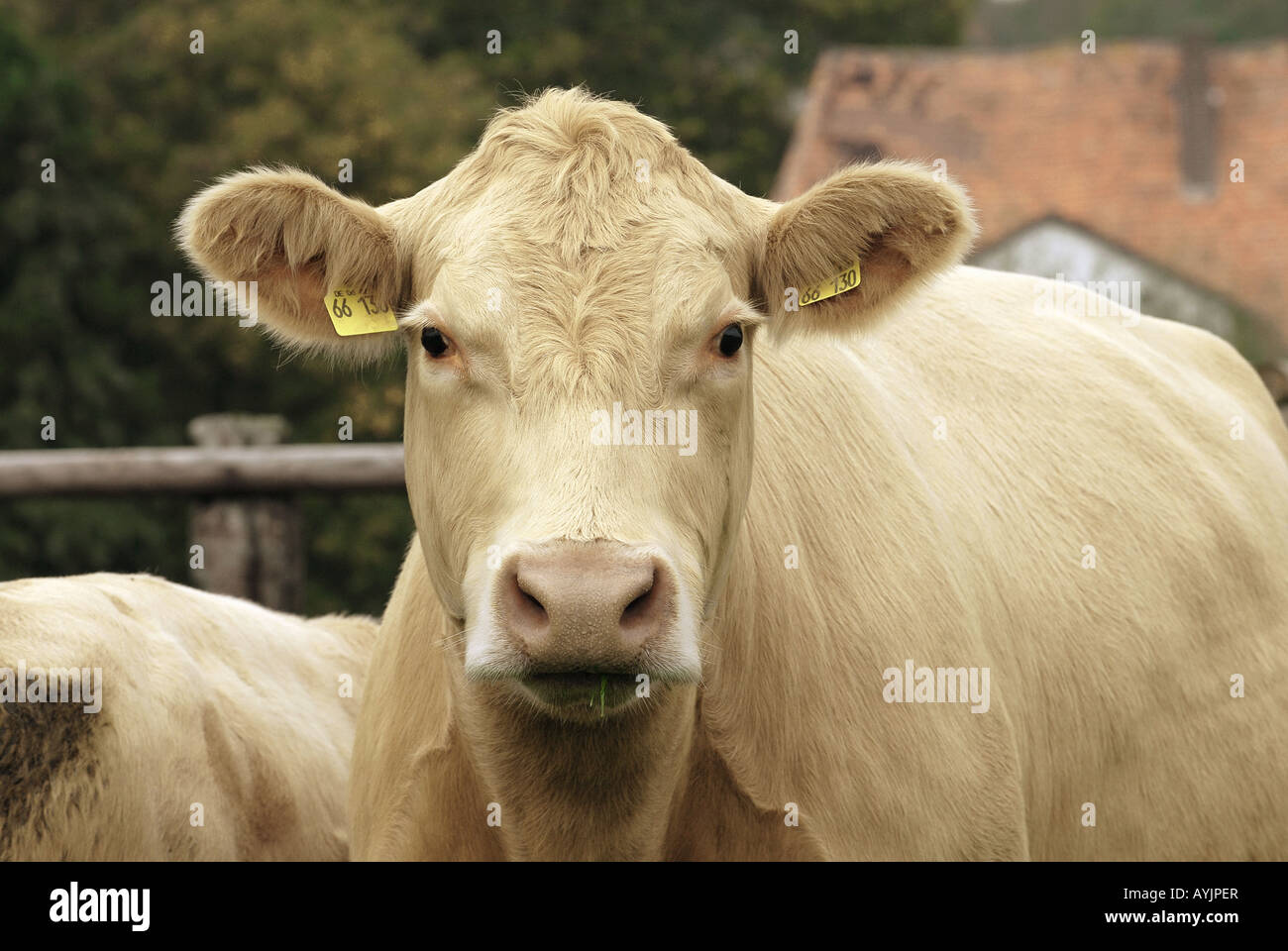 cattle - portrait Stock Photo - Alamy