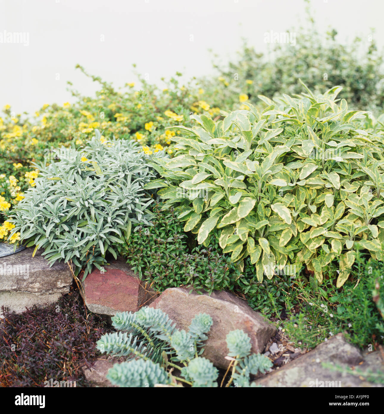 Rockery in garden designed to face south or southwest, creating a ...