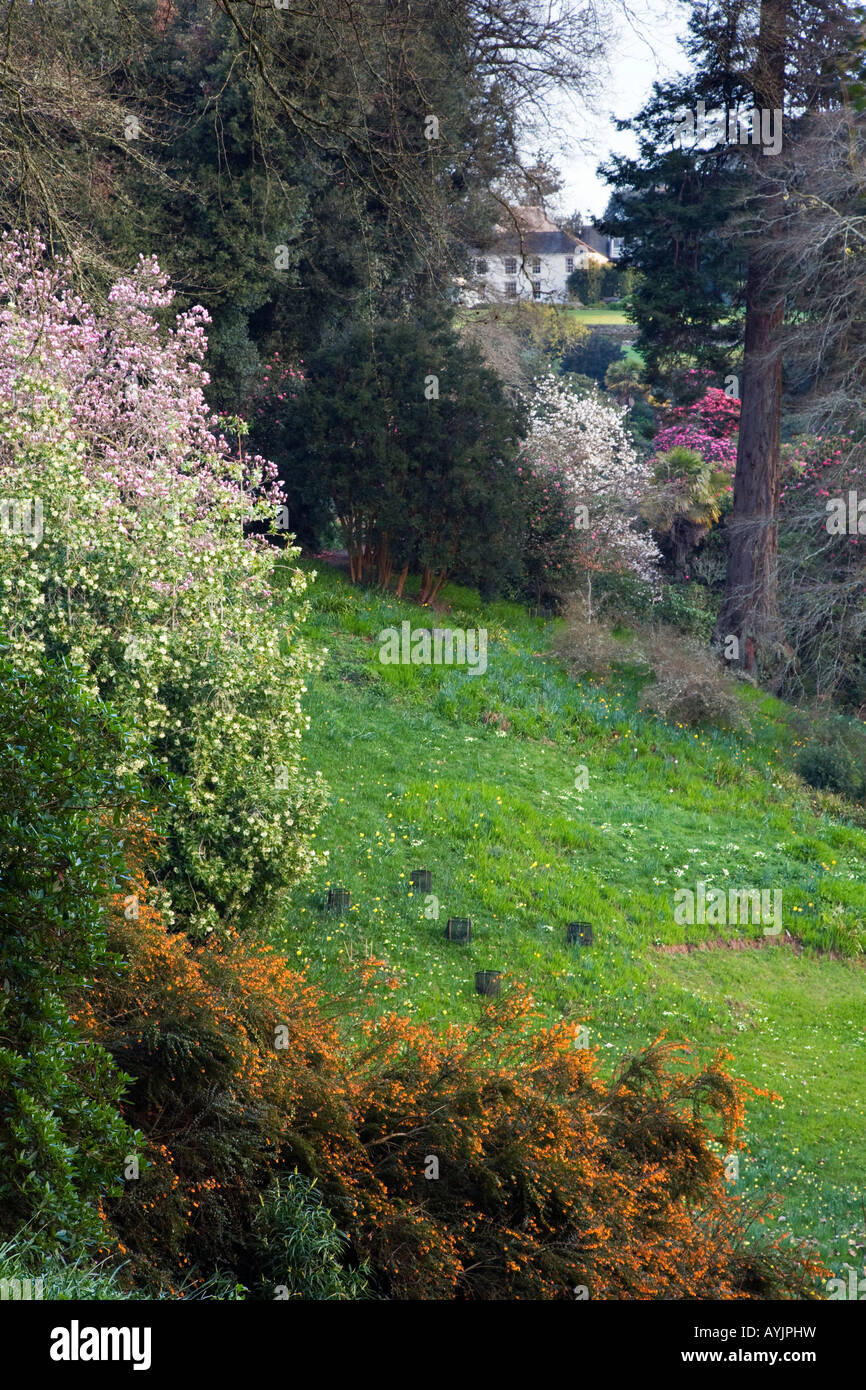trebah garden spring cornwall Stock Photo - Alamy