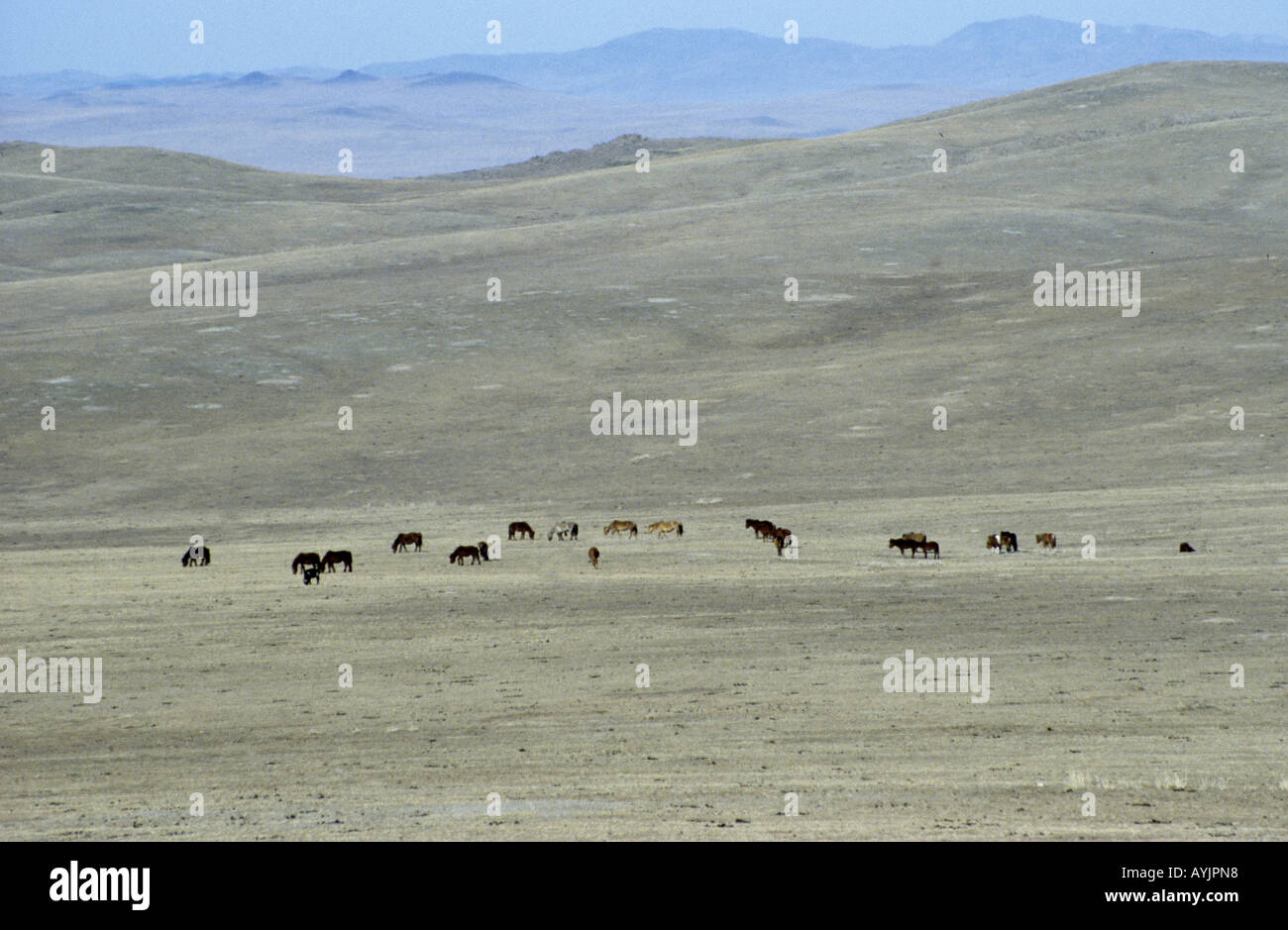 Mongols nomadic hi-res stock photography and images - Alamy