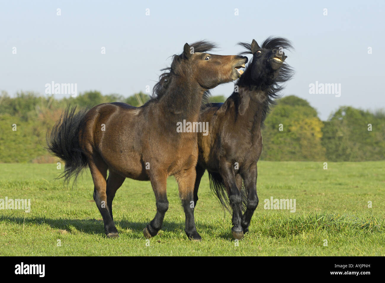 Two ponies fighting Stock Photo - Alamy