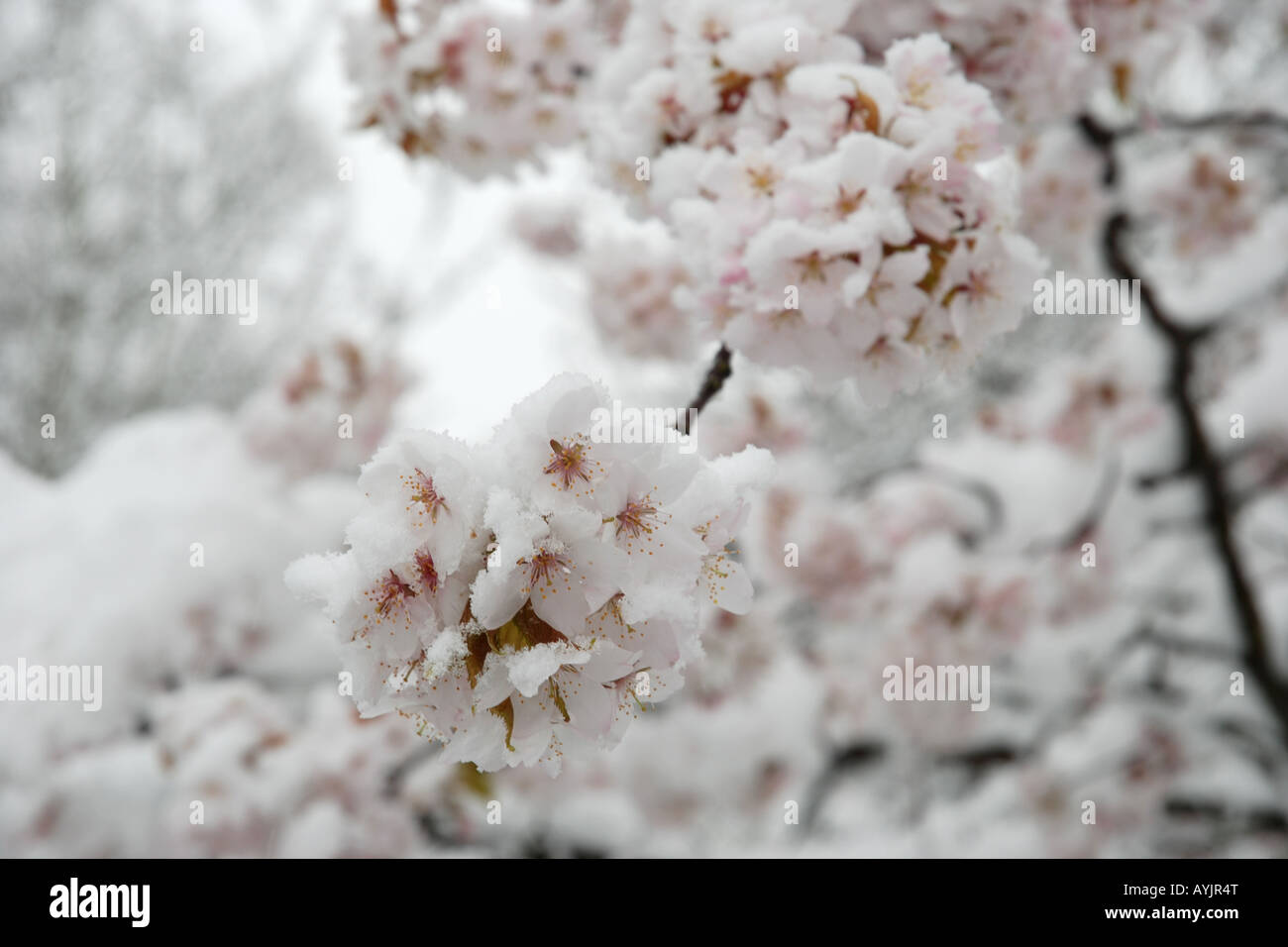 Snowy blooms hi-res stock photography and images - Alamy